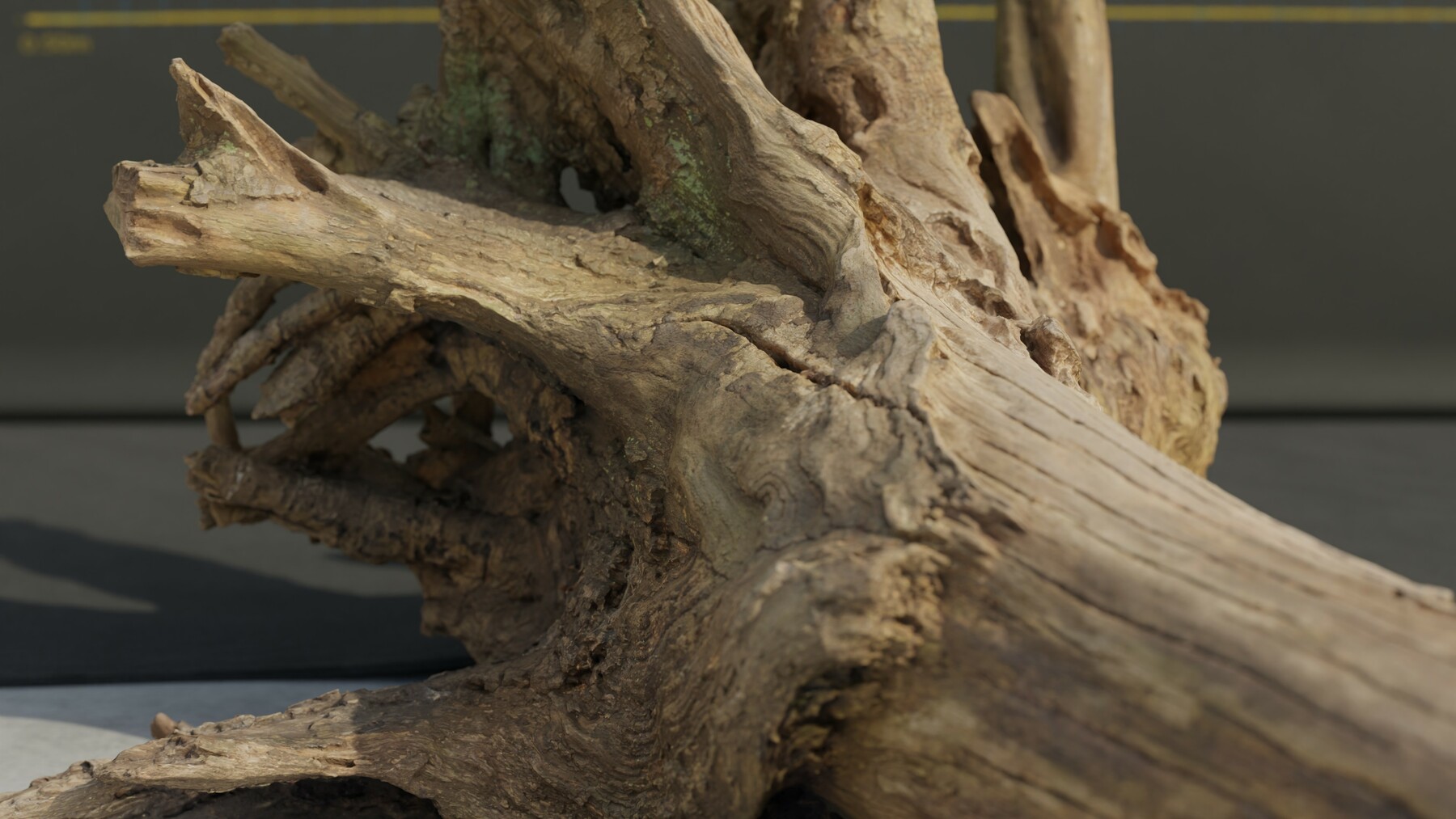 ArtStation - Fallen Tree Stump Photogrammetry | Game Assets