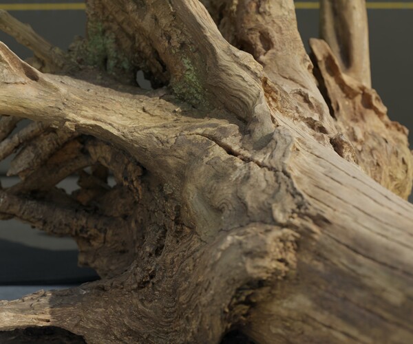 ArtStation - Fallen Tree Stump Photogrammetry | Game Assets