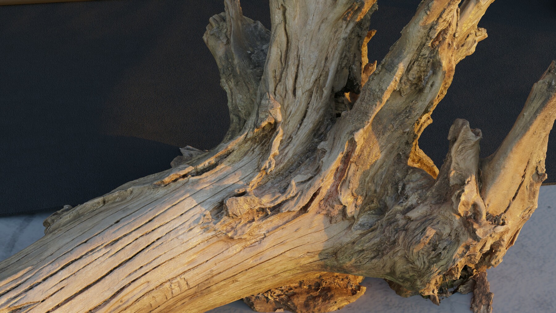 ArtStation - Fallen Tree Stump Photogrammetry | Game Assets