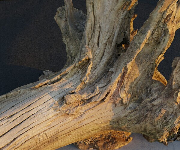 ArtStation - Fallen Tree Stump Photogrammetry | Game Assets