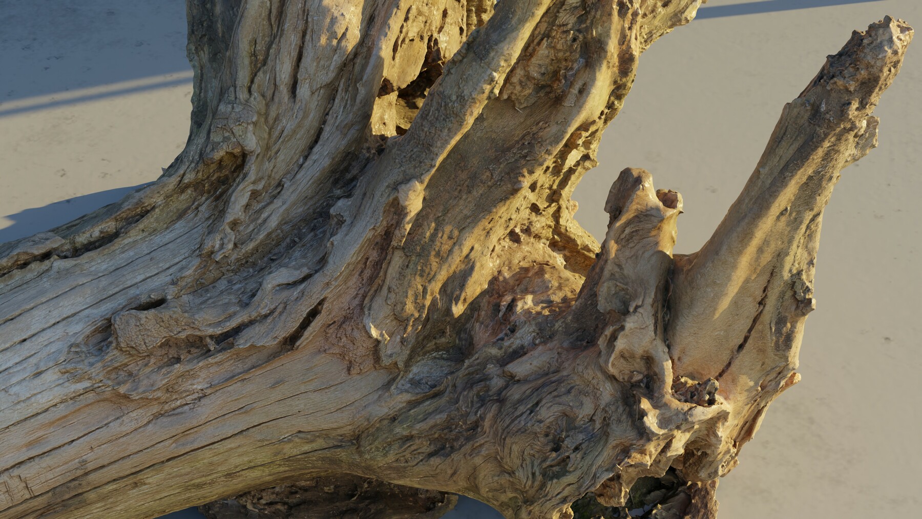 ArtStation - Fallen Tree Stump Photogrammetry | Game Assets