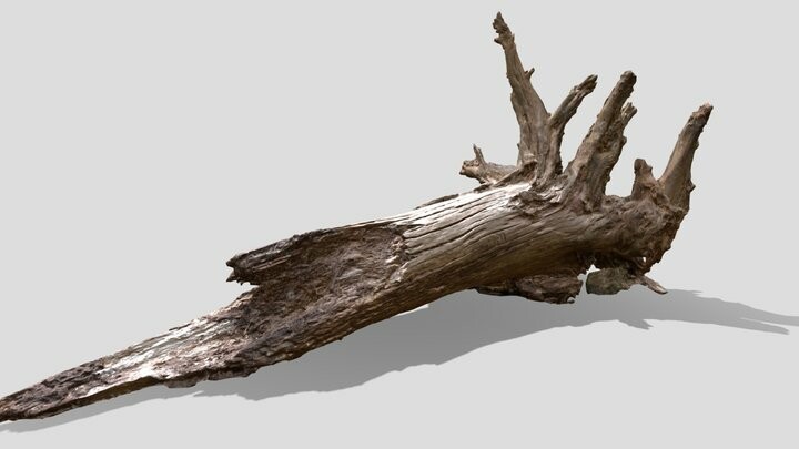 ArtStation - Fallen Tree Stump Photogrammetry | Game Assets