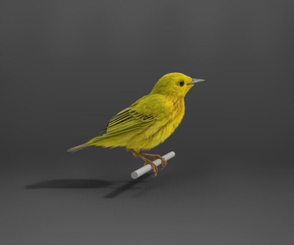 ArtStation - Yellow Warbler Animated | VFX Grace | Game Assets