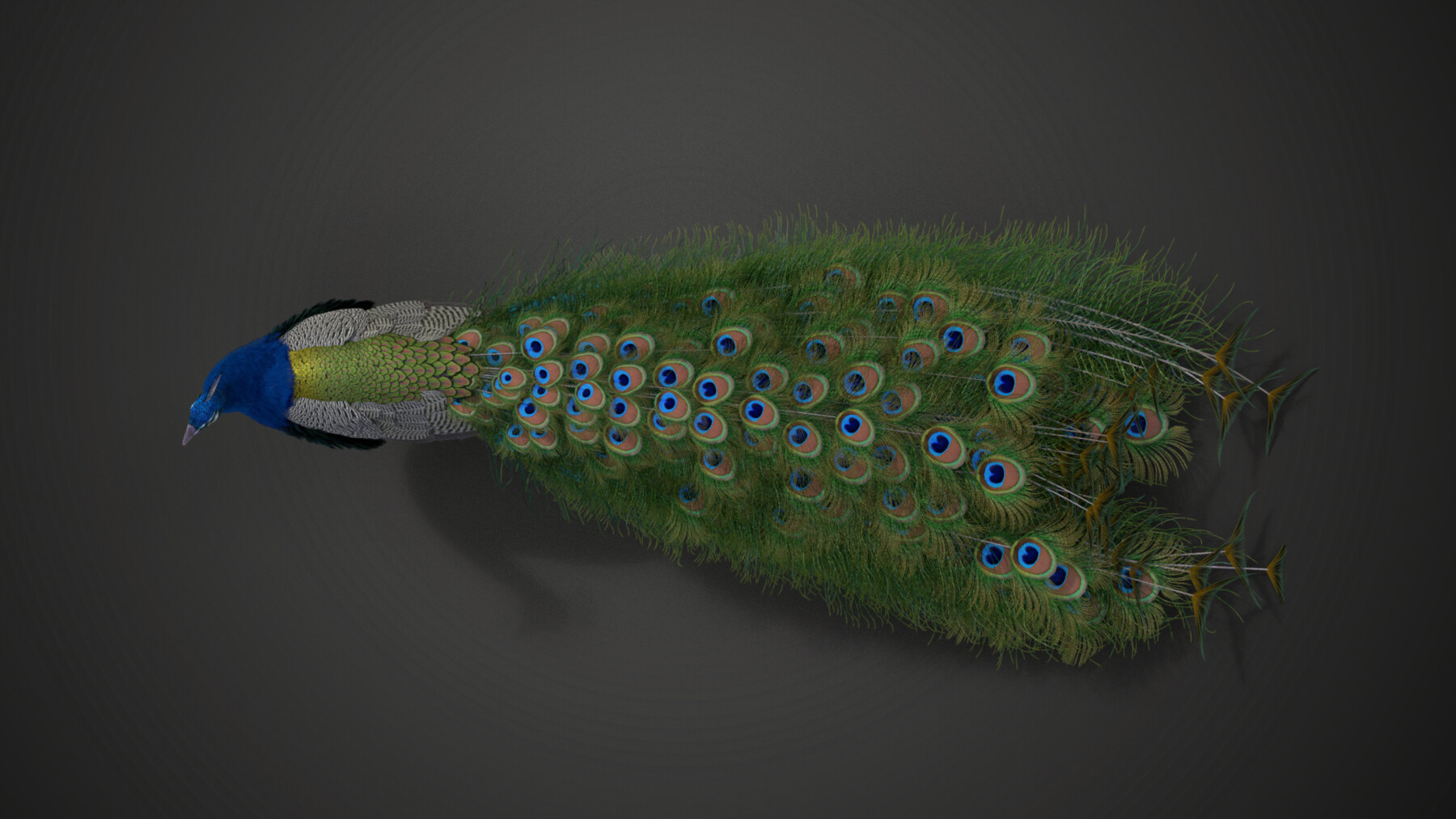 ArtStation - Indian Peafowl Animated | VFX Grace | Game Assets