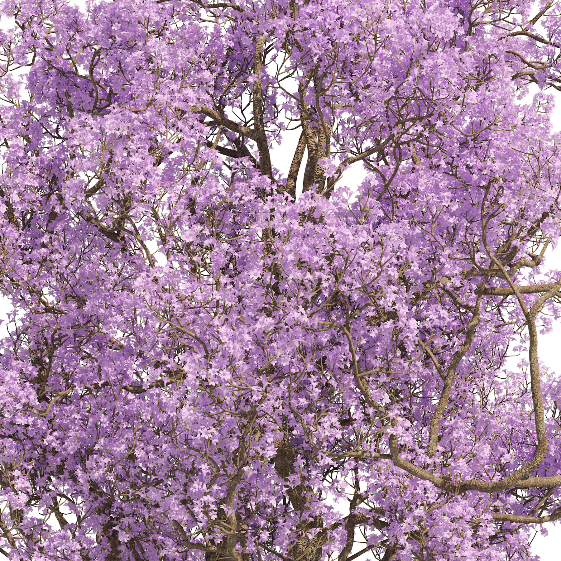 ArtStation - Spring Jacaranda Mimosifolia Tree | Resources