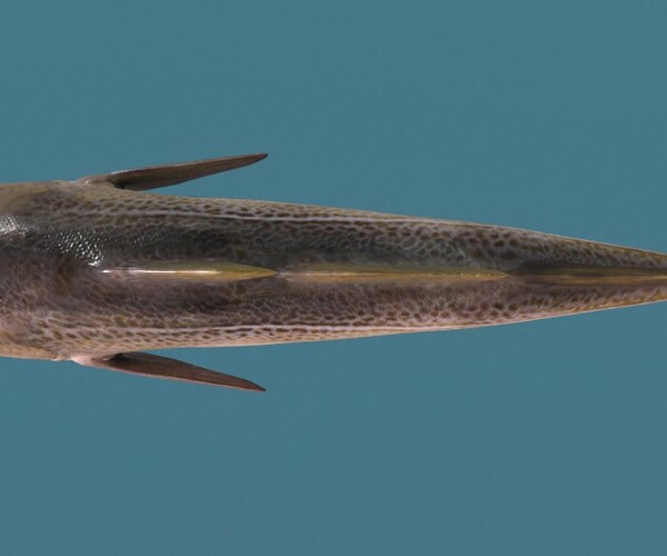 ArtStation - Cod Fish | Game Assets