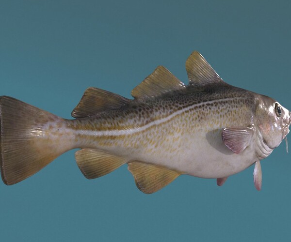 ArtStation - Cod Fish | Game Assets
