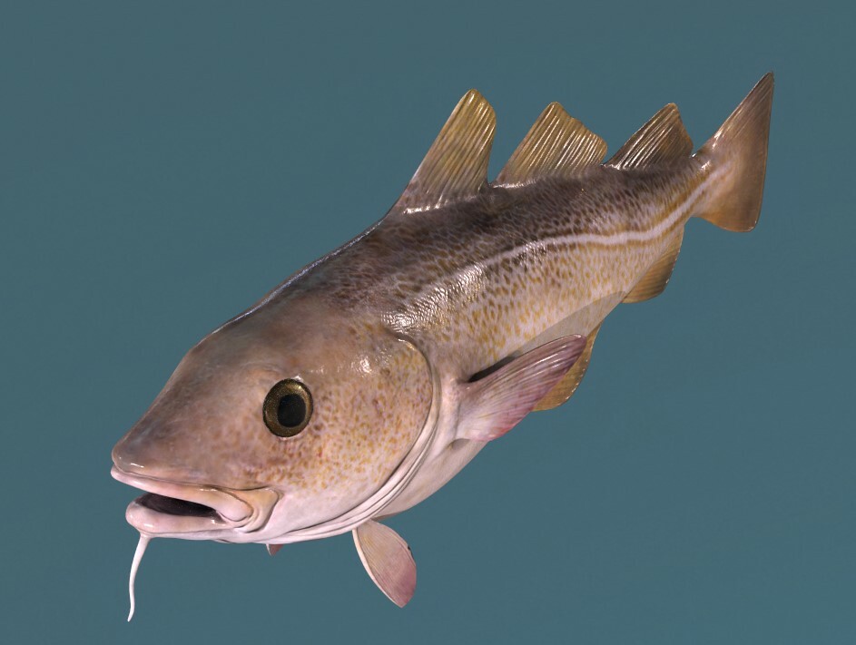 ArtStation - Cod Fish | Game Assets