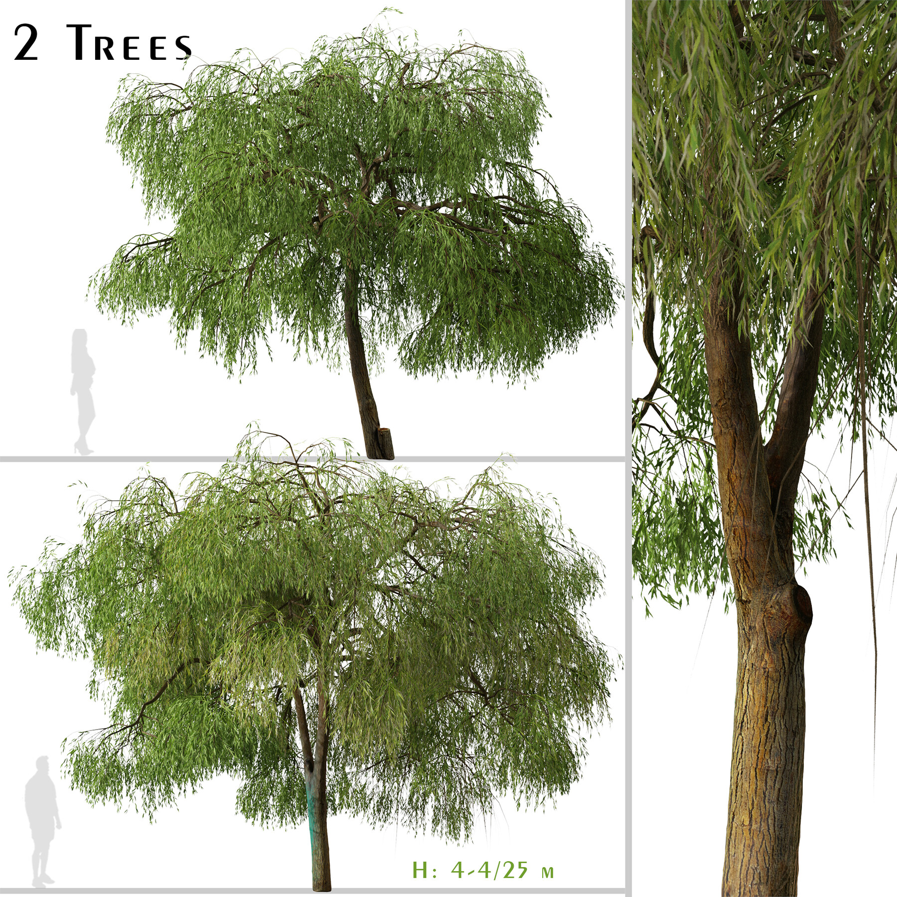ArtStation - Set of Australian Willow Tree ( Geijera parviflora ) (2 ...