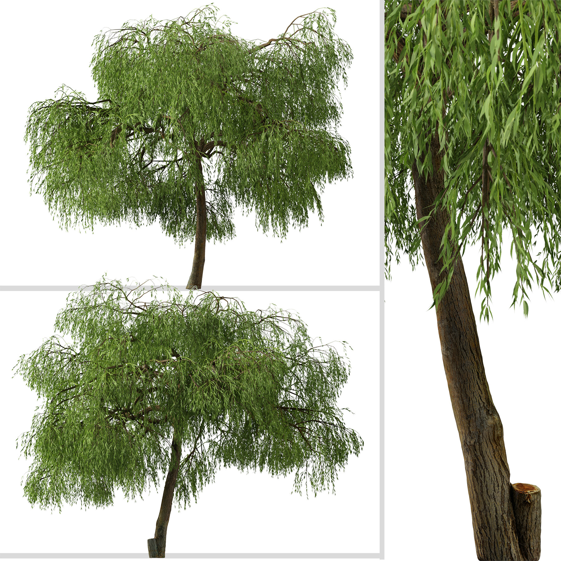 ArtStation - Set of Australian Willow Tree ( Geijera parviflora ) (2 ...