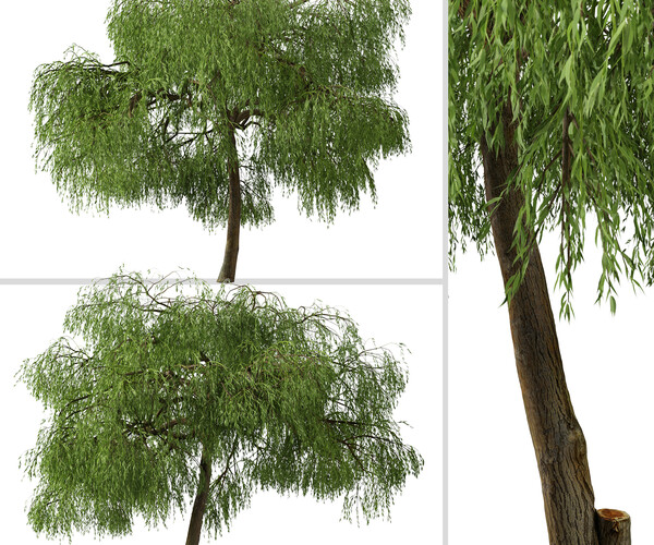 ArtStation - Set of Australian Willow Tree ( Geijera parviflora ) (2 ...