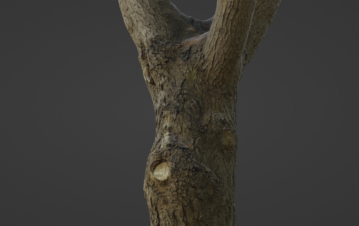ArtStation - Pine tree (photogrammetry) | Resources