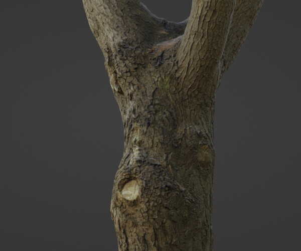 ArtStation - Pine tree (photogrammetry) | Resources