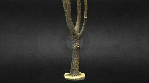 ArtStation - Araucaria tree (photogrammetry) | Resources