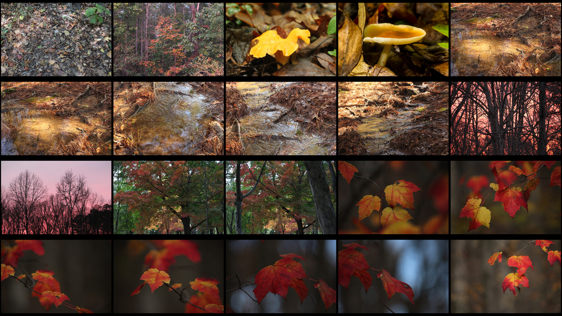 ArtStation - Fall Forest Pack | Resources