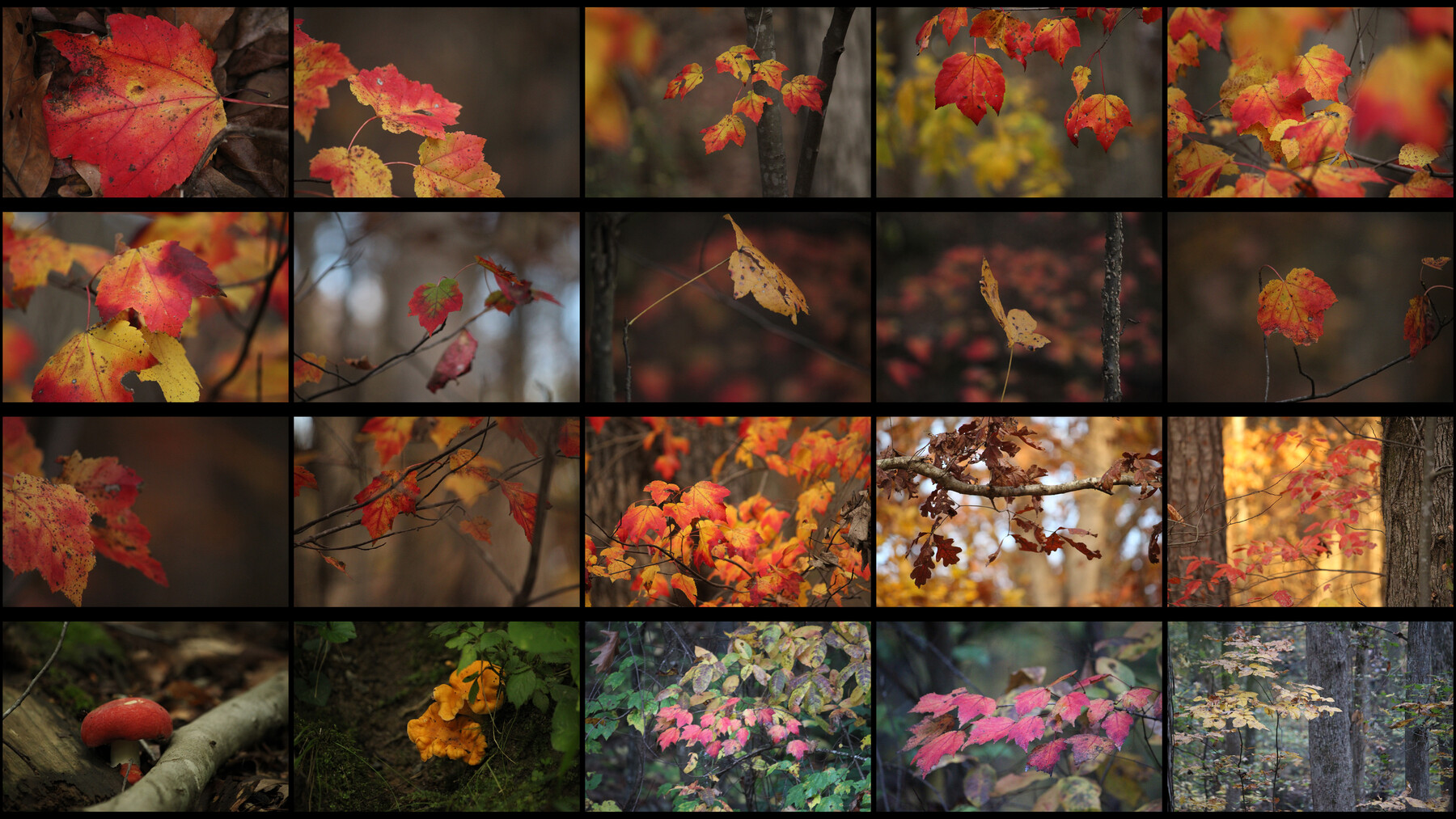 ArtStation - Fall Forest Pack | Resources