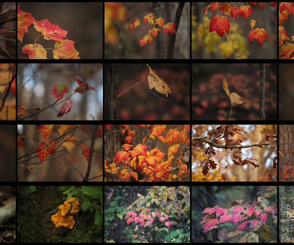 ArtStation - Fall Forest Pack | Resources
