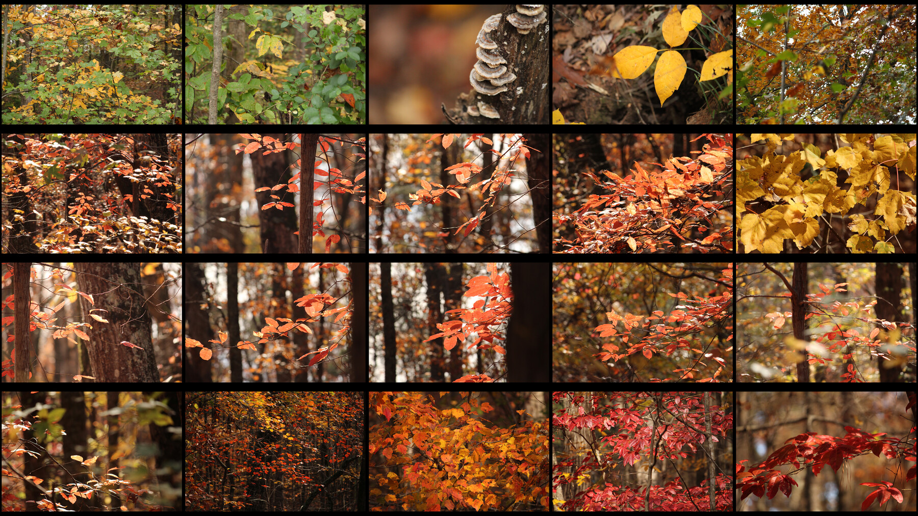 ArtStation - Fall Forest Pack | Resources