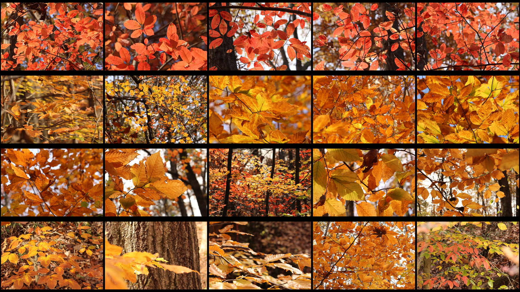 ArtStation - Fall Forest Pack | Resources