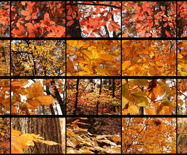 ArtStation - Fall Forest Pack | Resources