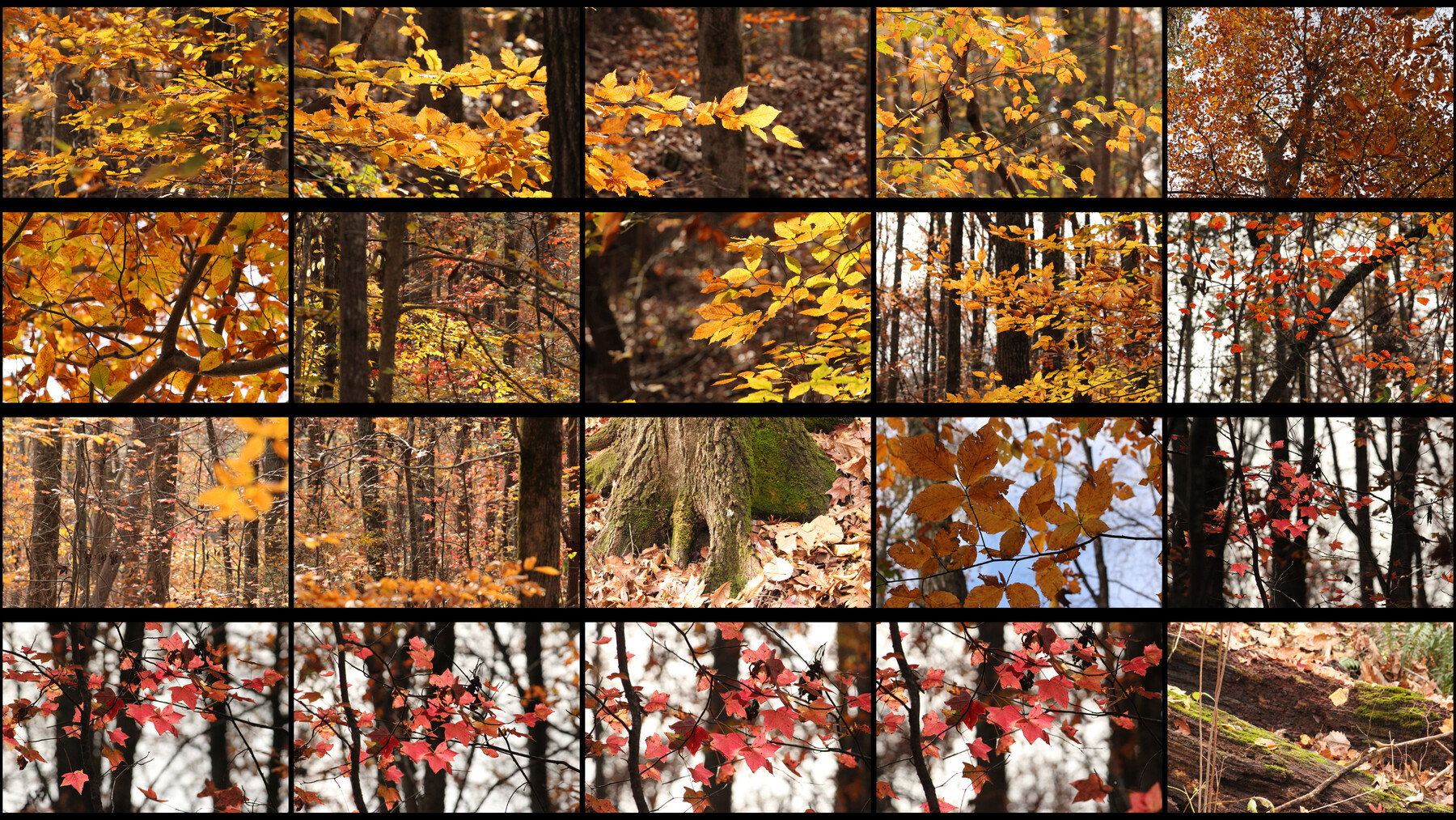 ArtStation - Fall Forest Pack | Resources