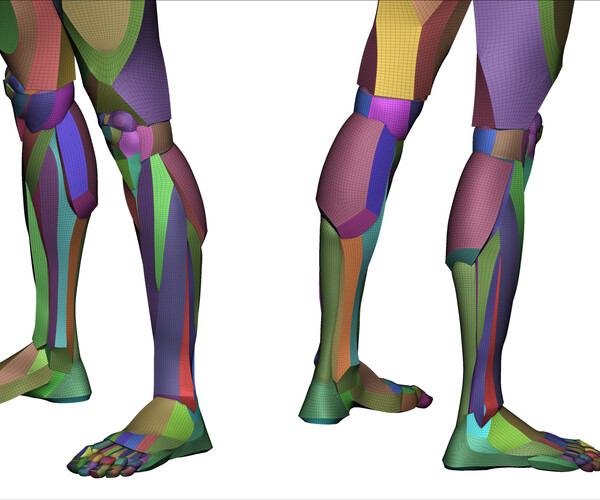 ArtStation - Modular Anatomy | Resources