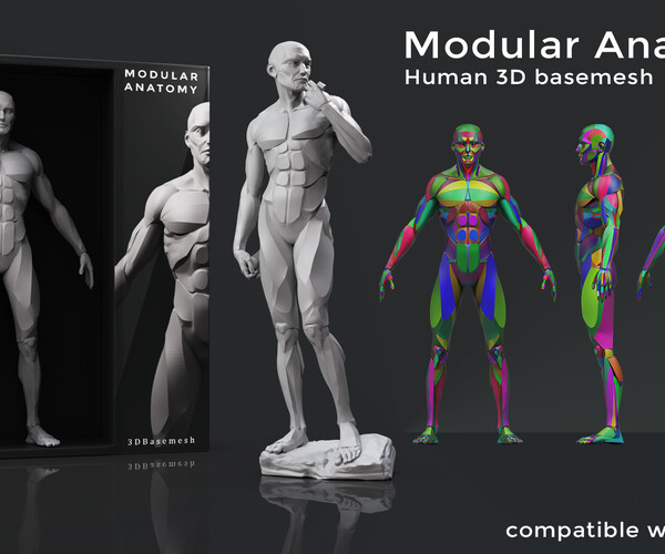ArtStation - Modular Anatomy | Resources