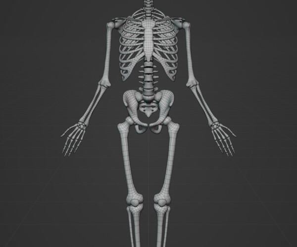 ArtStation - Male Ecorche - Skin Musculature Skeleton | Game Assets