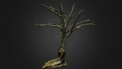 ArtStation - 3D cherry tree trunk (photogrammetry) | Resources