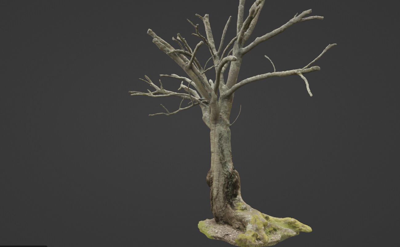 ArtStation - 3D cherry tree trunk (photogrammetry) | Resources