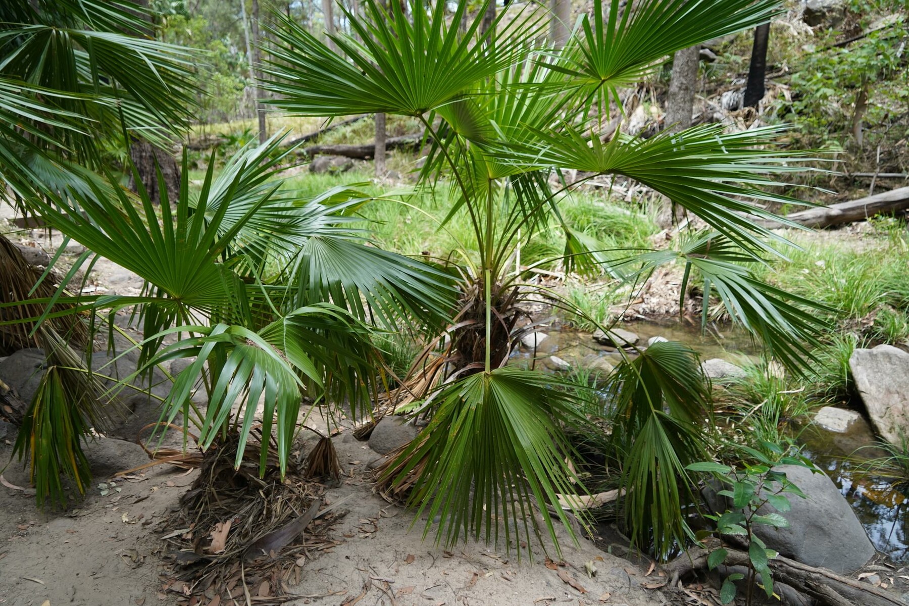 ArtStation - 142 photos of Kingfern Forest | Resources