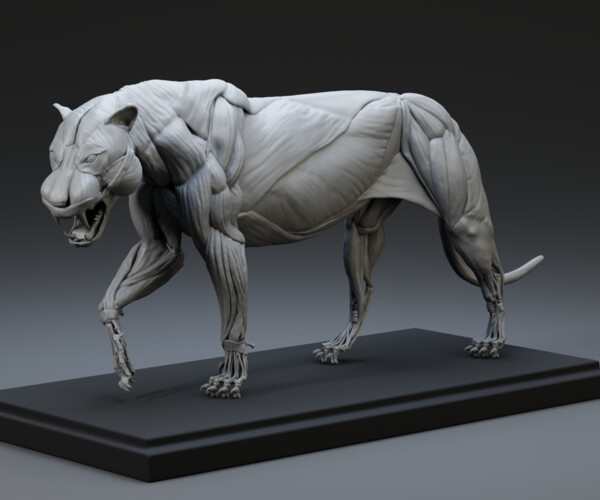 ArtStation - Tiger Ecorche Pose | Game Assets