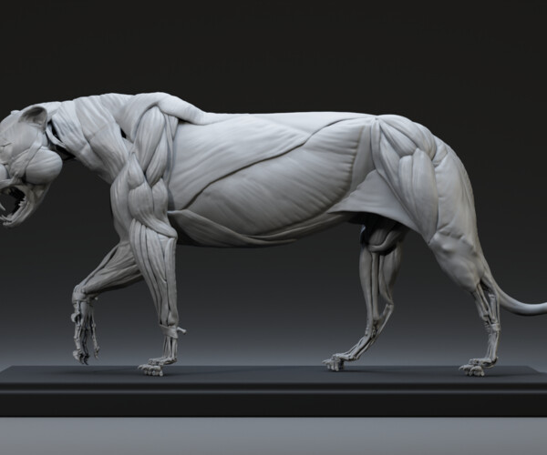 ArtStation - Tiger Ecorche Pose | Game Assets