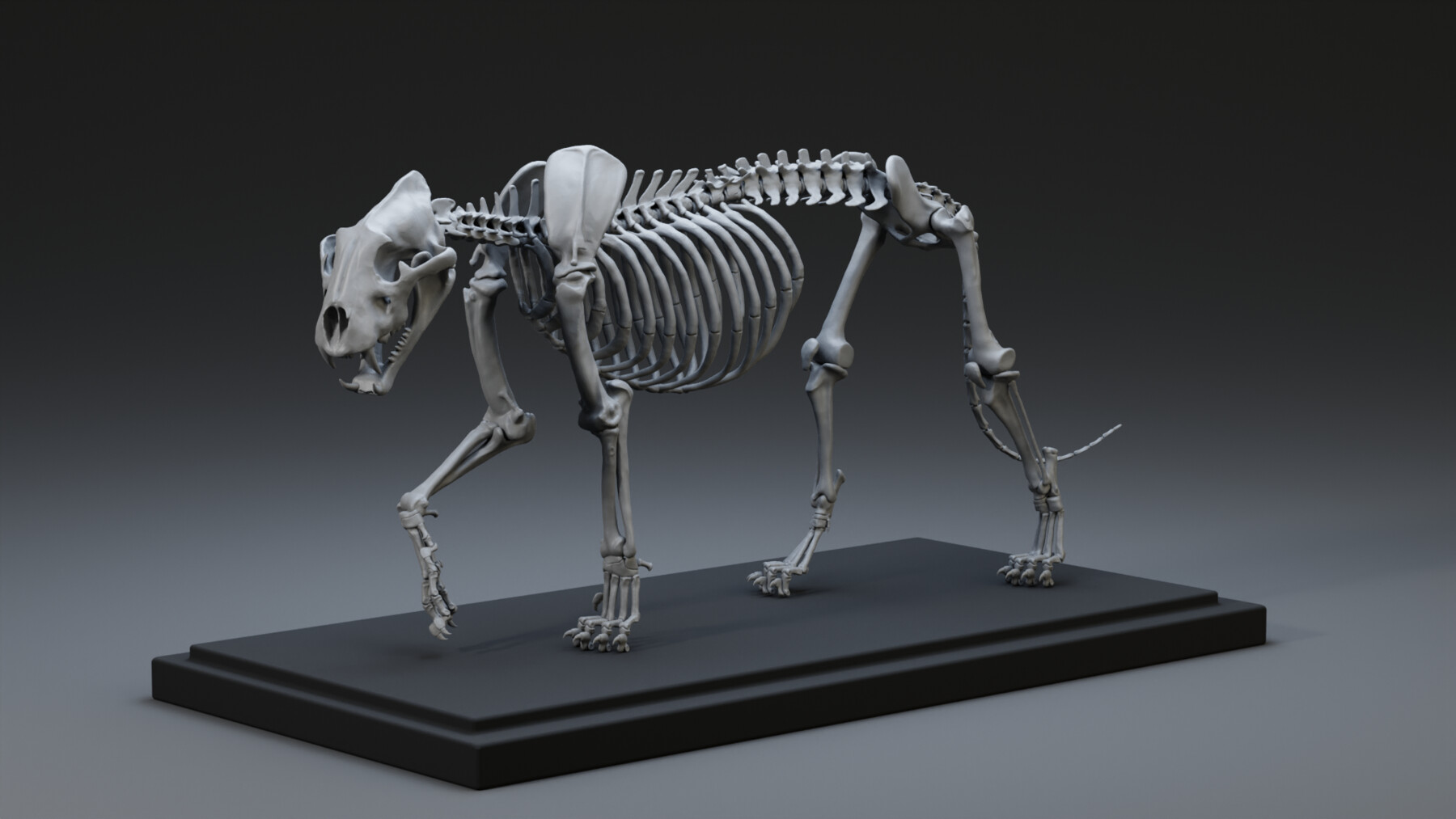 ArtStation - Tiger Ecorche Pose | Game Assets