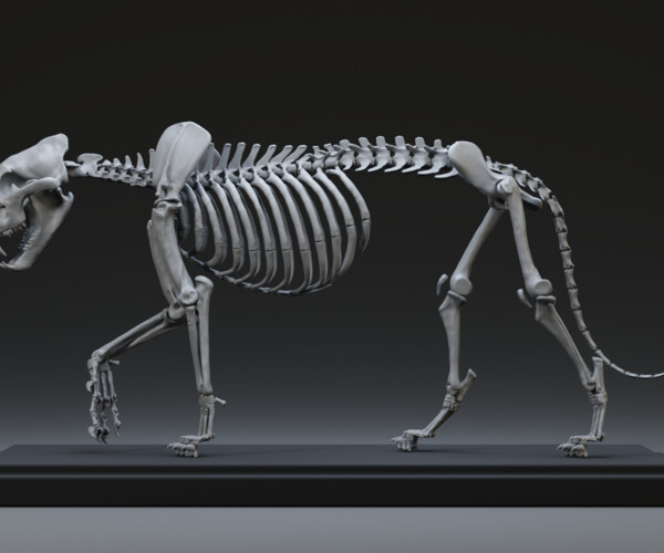 ArtStation - Tiger Ecorche Pose | Game Assets