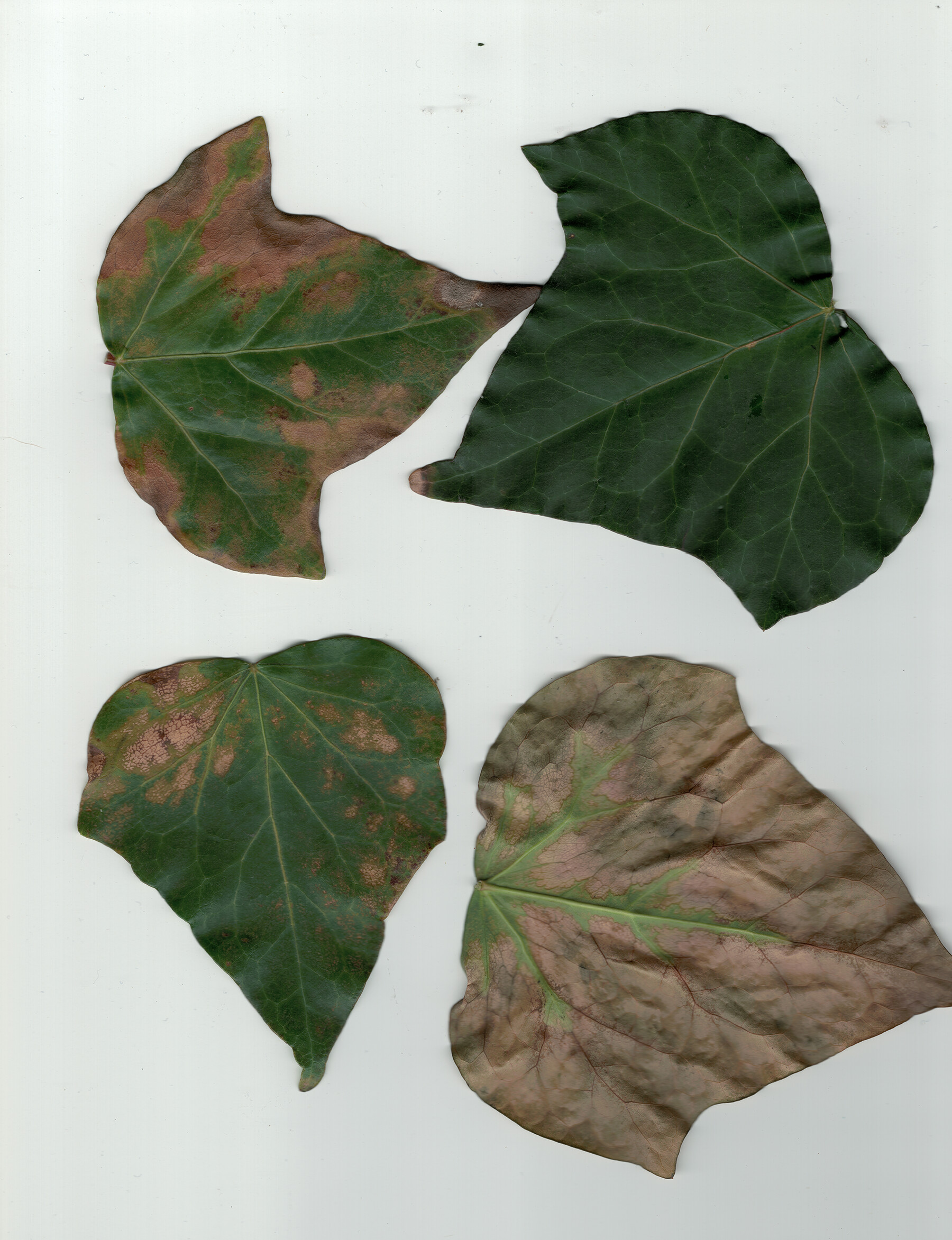 ArtStation - FREE FULL 4LEAVES ATLAS | Resources