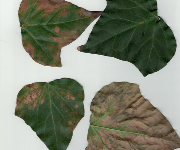 ArtStation - FREE FULL 4LEAVES ATLAS | Resources