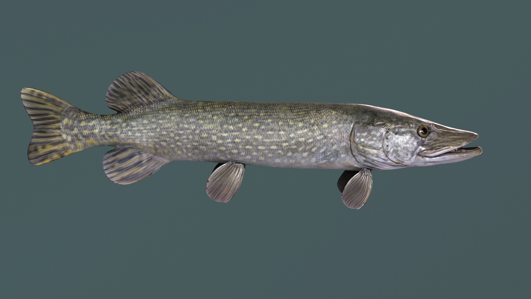ArtStation - Pike Fish | Game Assets