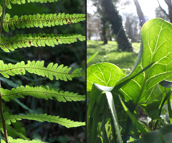 ArtStation - TRANSLUCENCY ON PLANTS | Resources