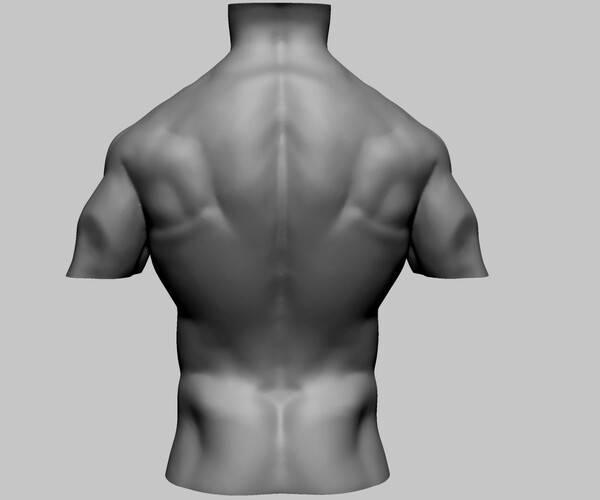 ArtStation - Male Torso A | Resources