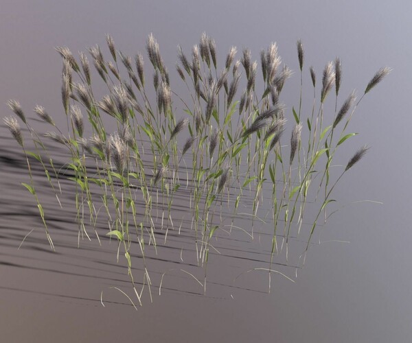 ArtStation - Wheat Plant (Game-Ready) | Game Assets