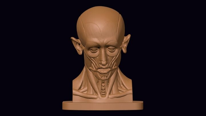 ArtStation - Muscular Head 3D ( 2021) | Resources
