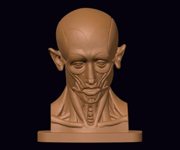 ArtStation - Muscular Head 3D ( 2021) | Resources