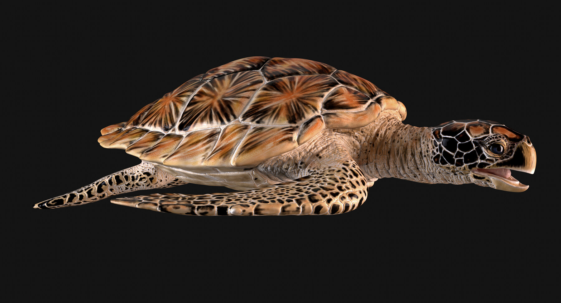 ArtStation - Hawksbill Sea Turtle | Resources