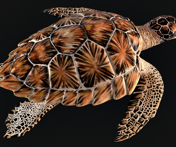 ArtStation - Hawksbill Sea Turtle | Resources