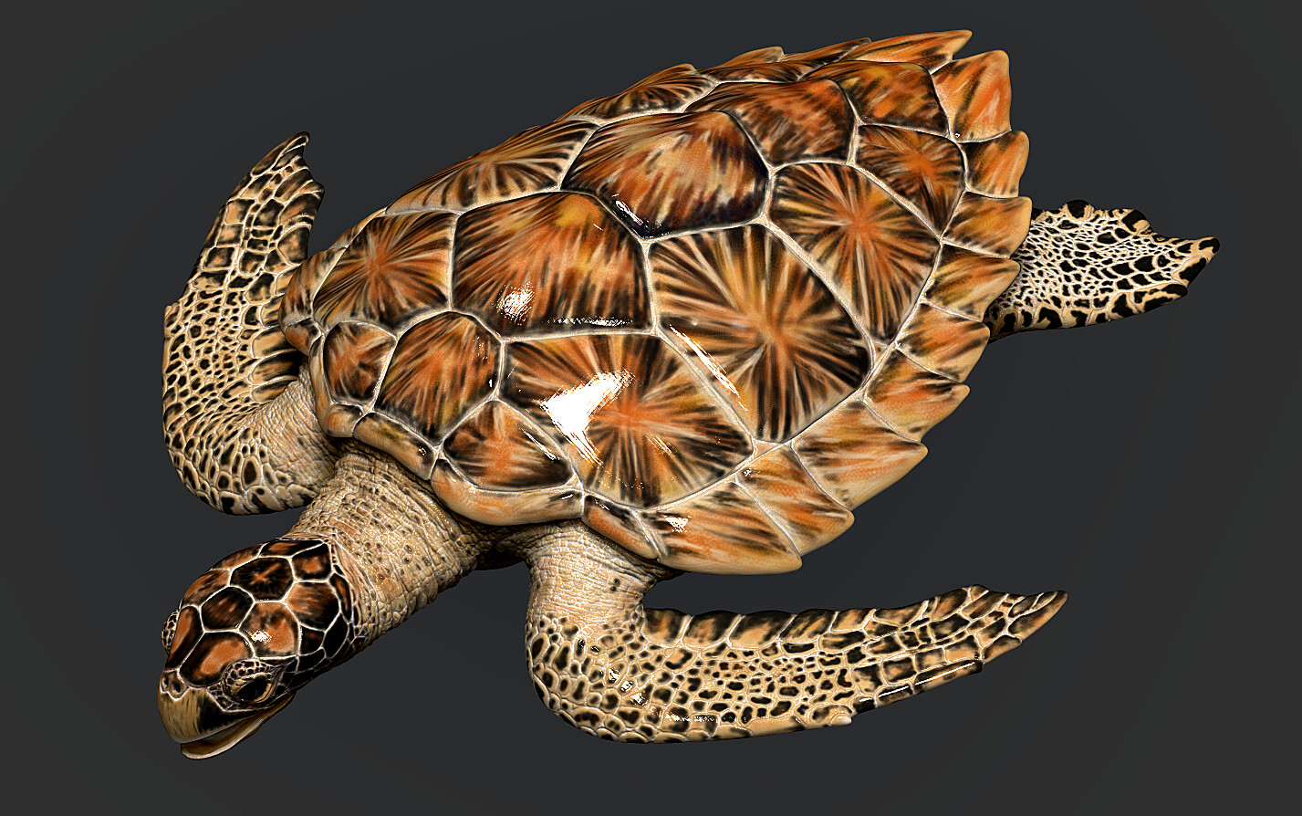 ArtStation - Hawksbill Sea Turtle | Resources