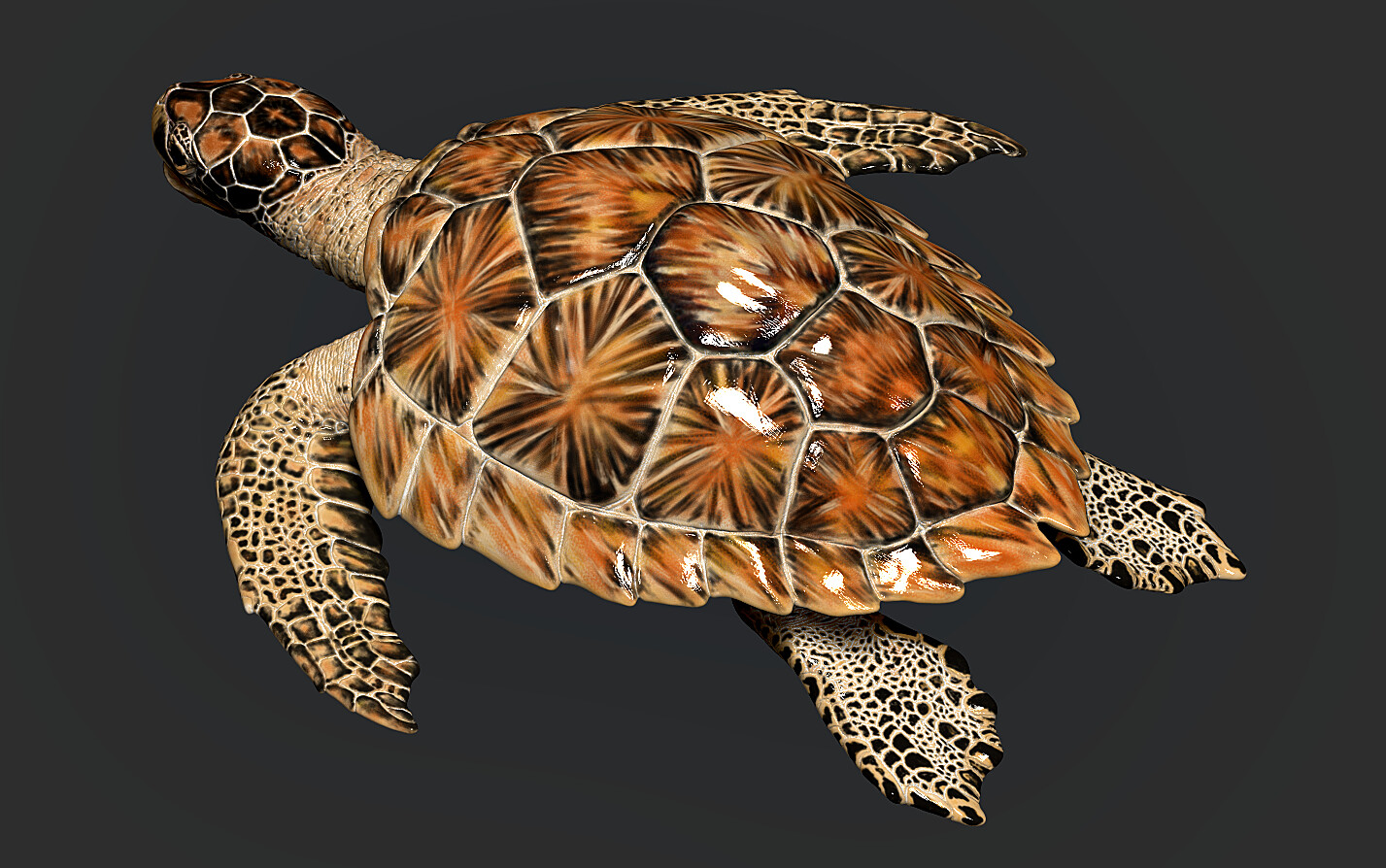 ArtStation - Hawksbill Sea Turtle | Resources