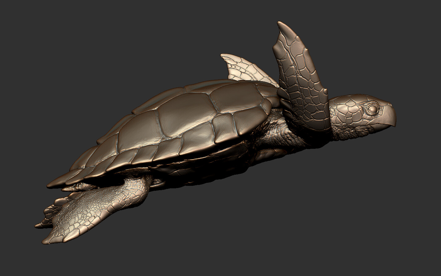 ArtStation - Turtle | Resources