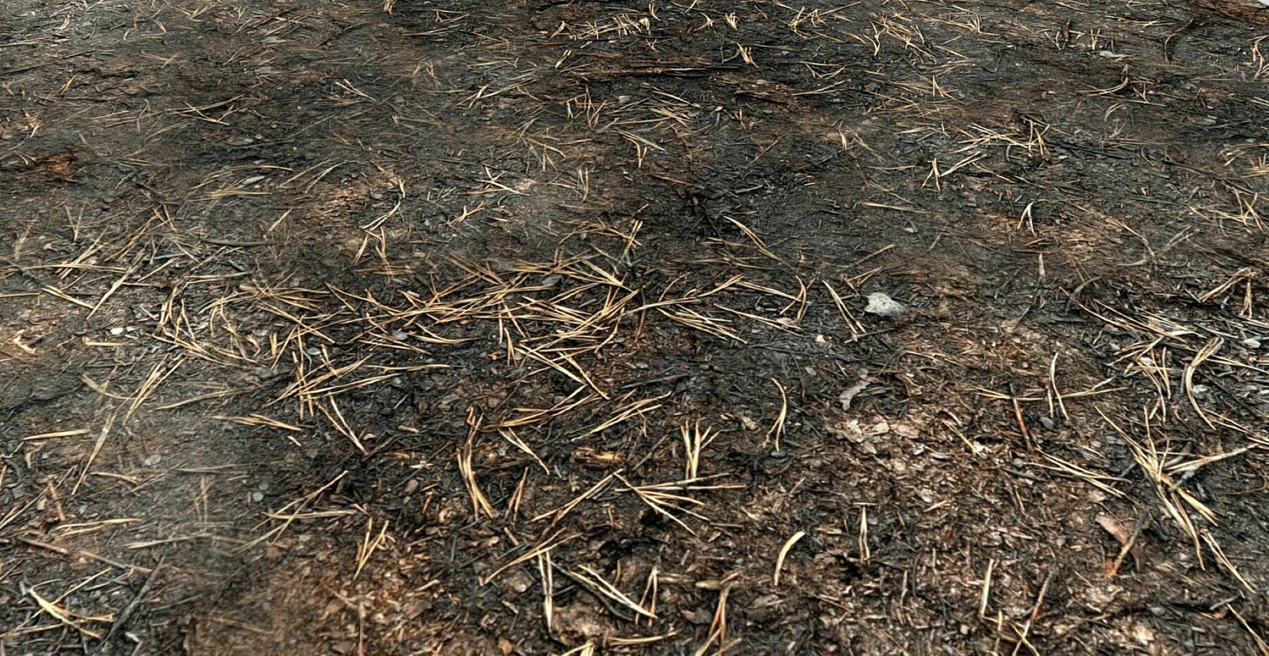 ArtStation - Terrain - Burn Ground - PBR - seamless | Resources