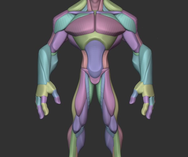 ArtStation - Stylized Hero Anatomy V3 | Resources